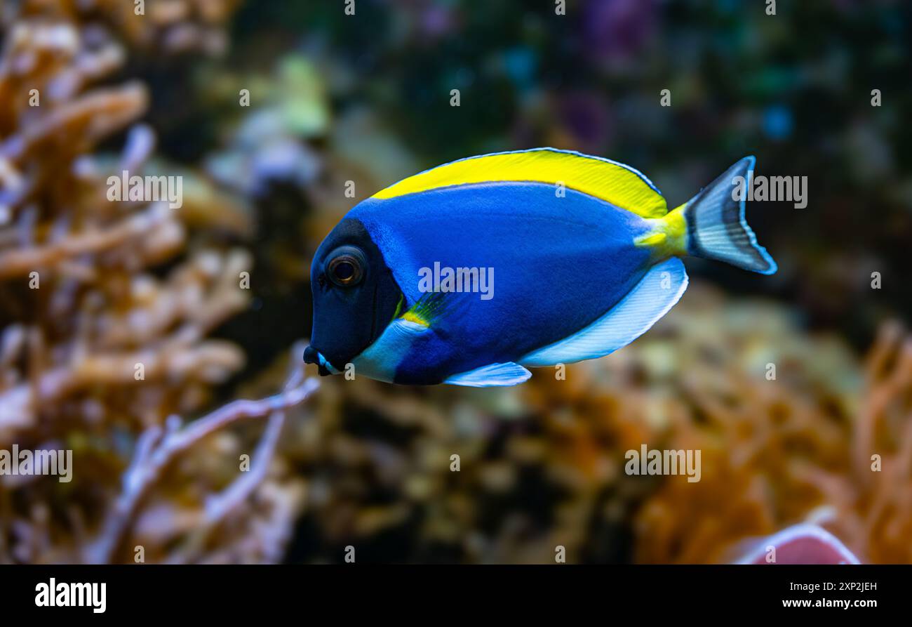 Powderblue surgeonfish, Acanthurus leucosternon / Weißkehl-Doktorfisch ...