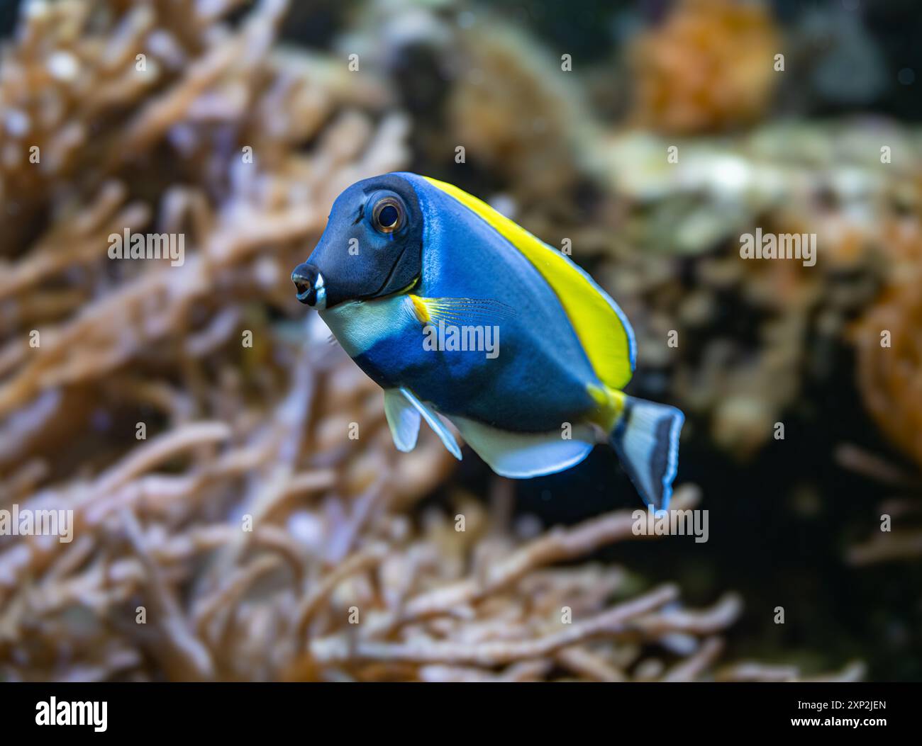 Powderblue surgeonfish, Acanthurus leucosternon / Weißkehl-Doktorfisch ...