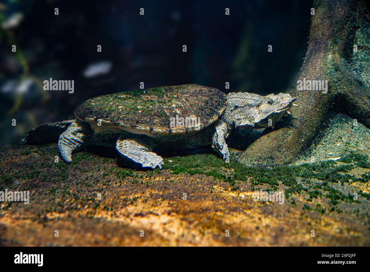 Matamata Turtle (Chelys fimbriata Stock Photo - Alamy
