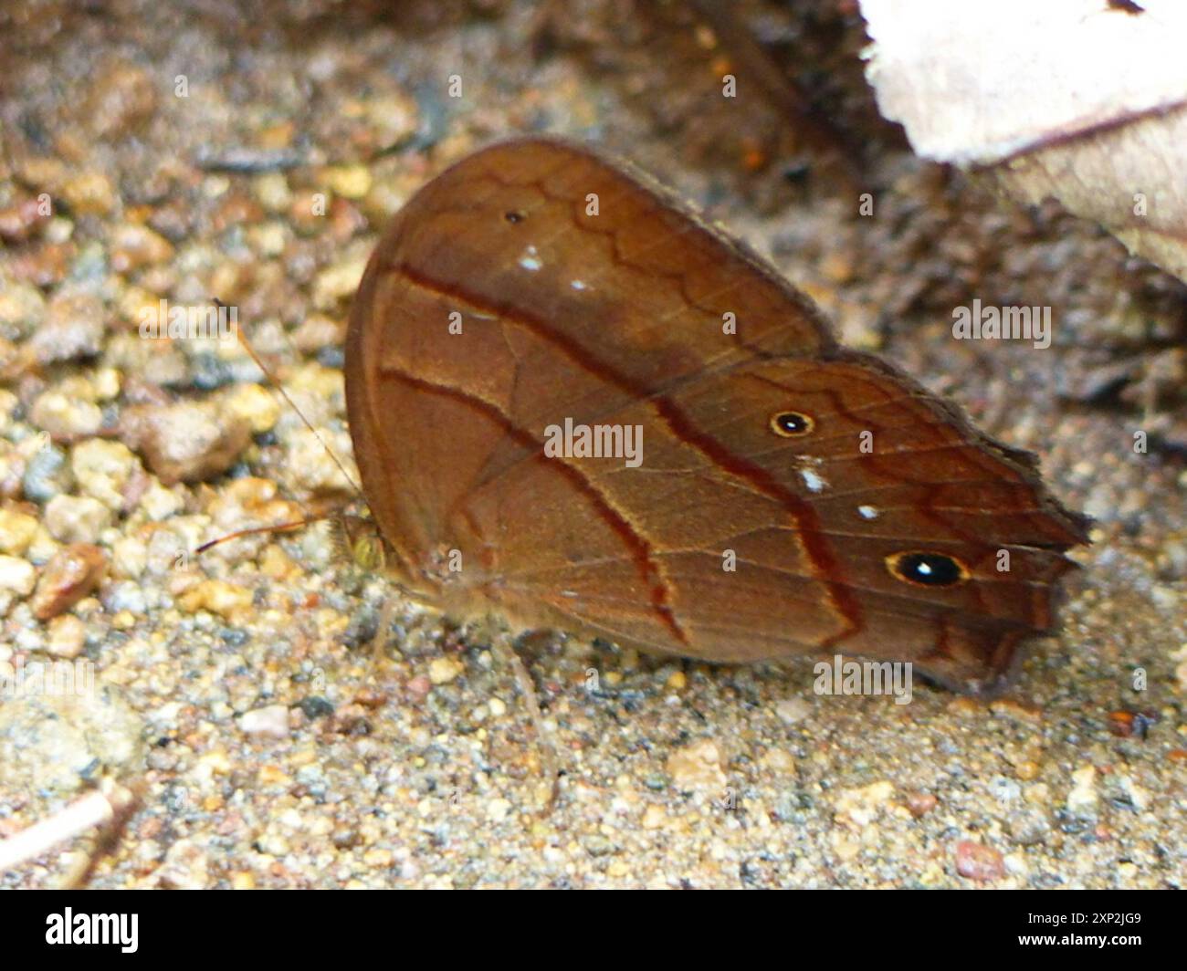 Wide-bordered Satyr (Satyrotaygetis satyrina) Insecta Stock Photo - Alamy