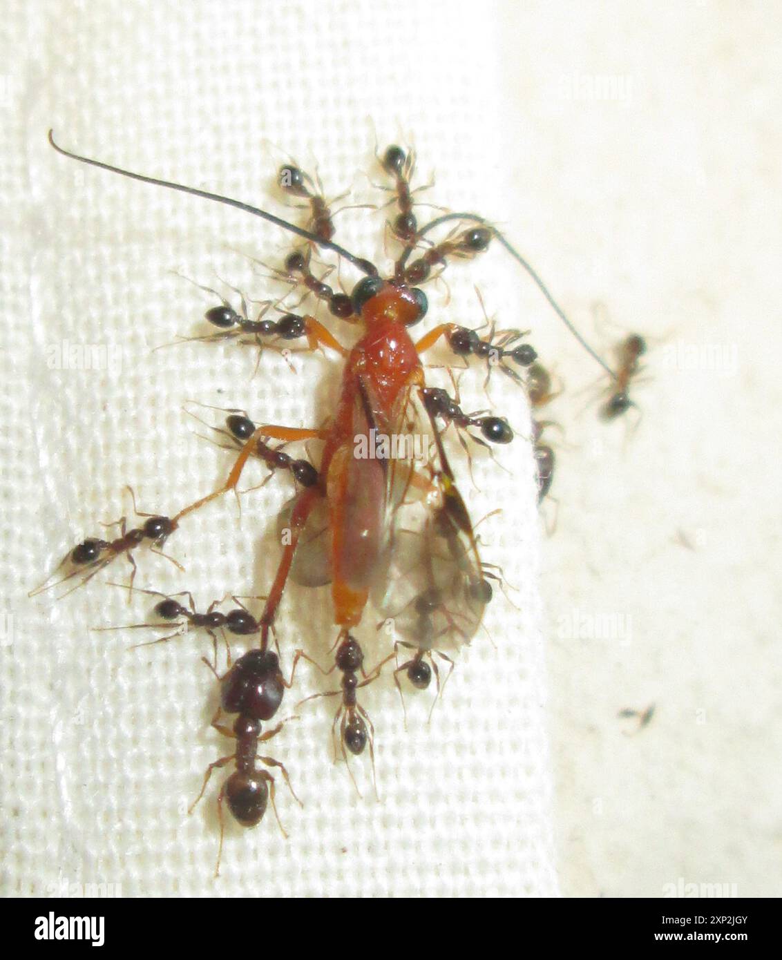Pheidole megacephala hi-res stock photography and images - Alamy