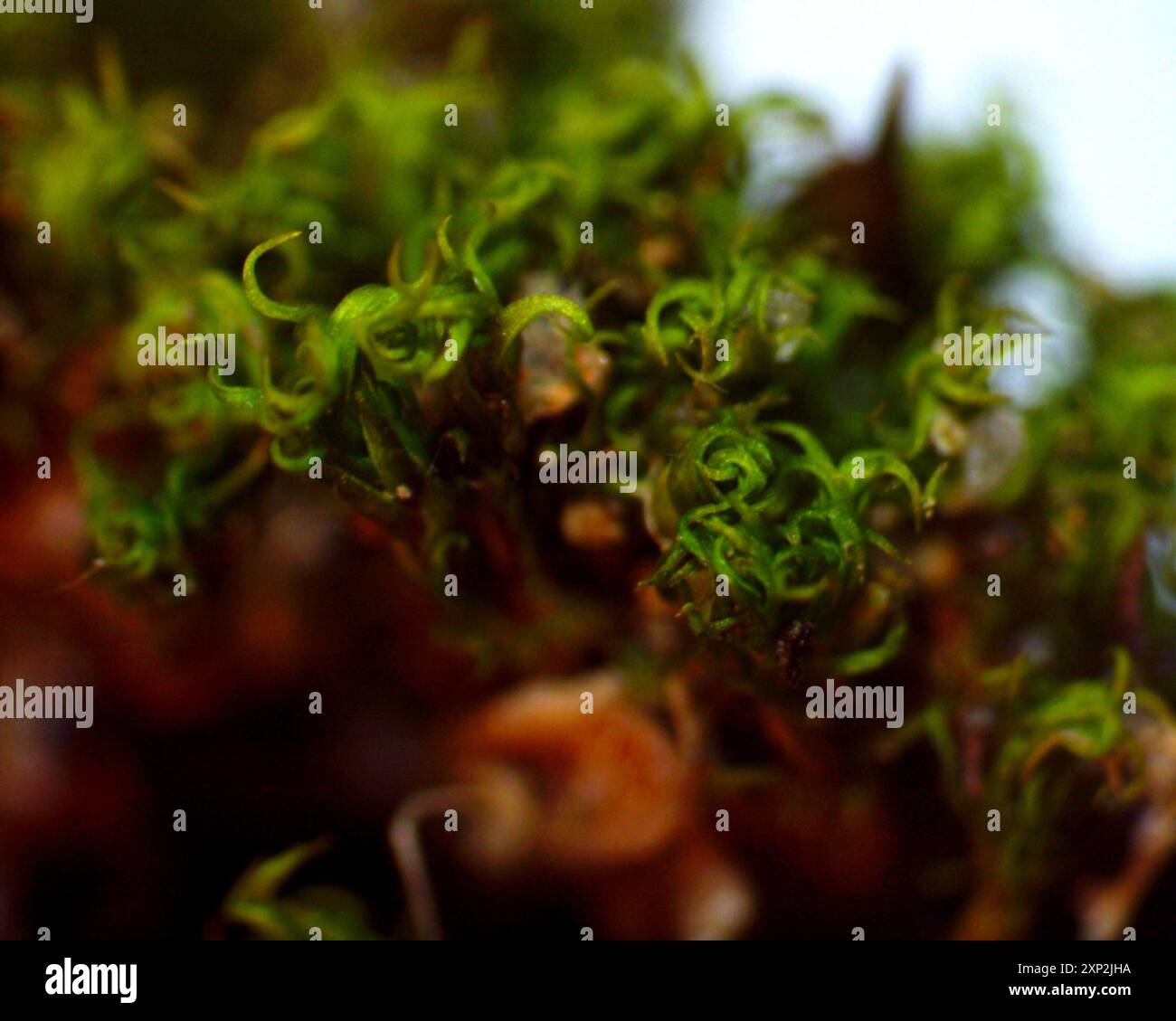 Incurved Grizzled Moss (Ptychomitrium incurvum) Plantae Stock Photo - Alamy