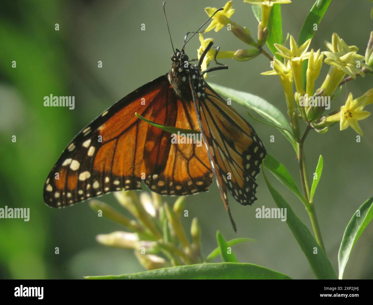 Southern Monarch (Danaus erippus) Insecta Stock Photo - Alamy