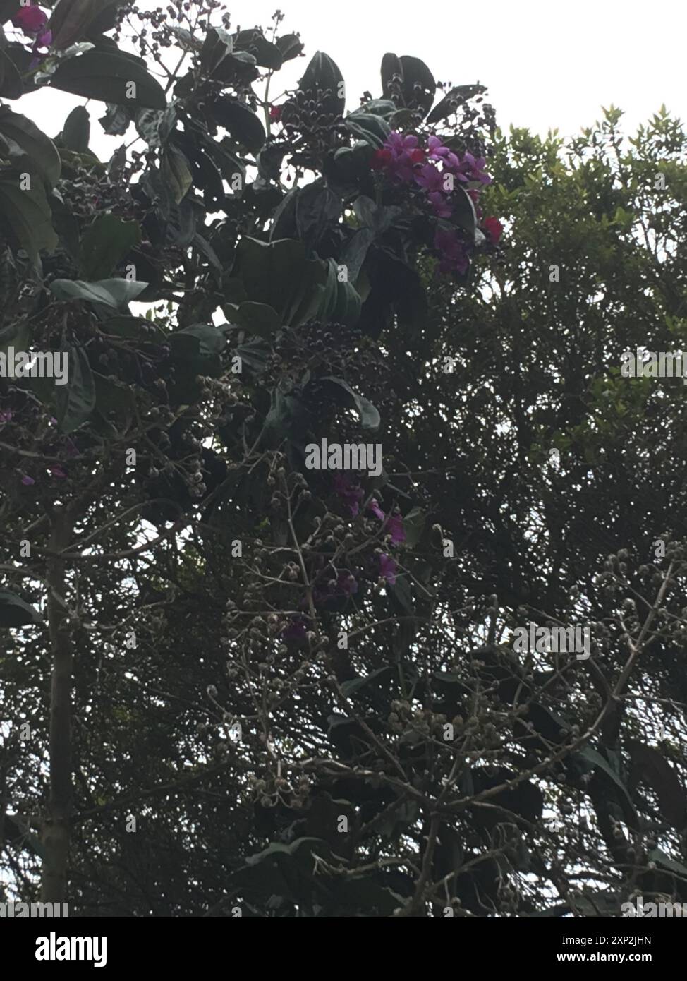 motley meriania (Meriania nobilis) Plantae Stock Photo - Alamy