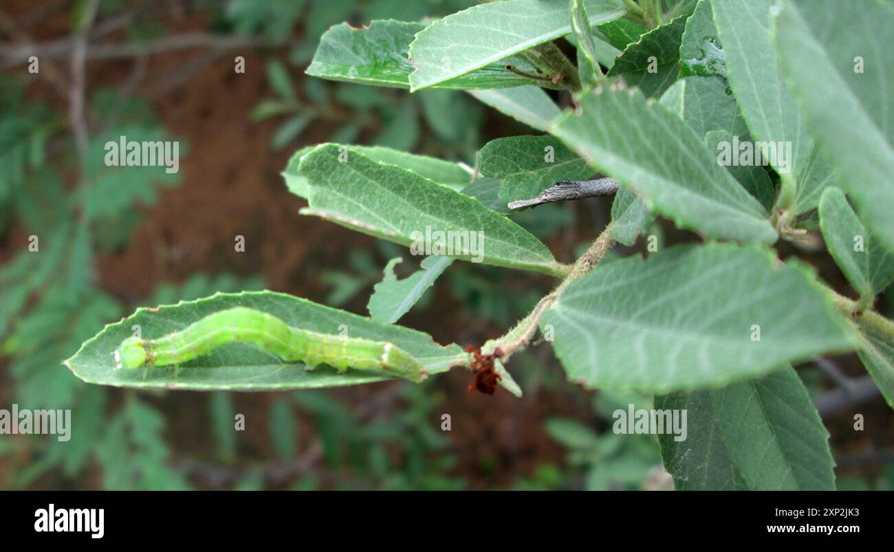 Velvet Raisin (Grewia flava) Plantae Stock Photo - Alamy