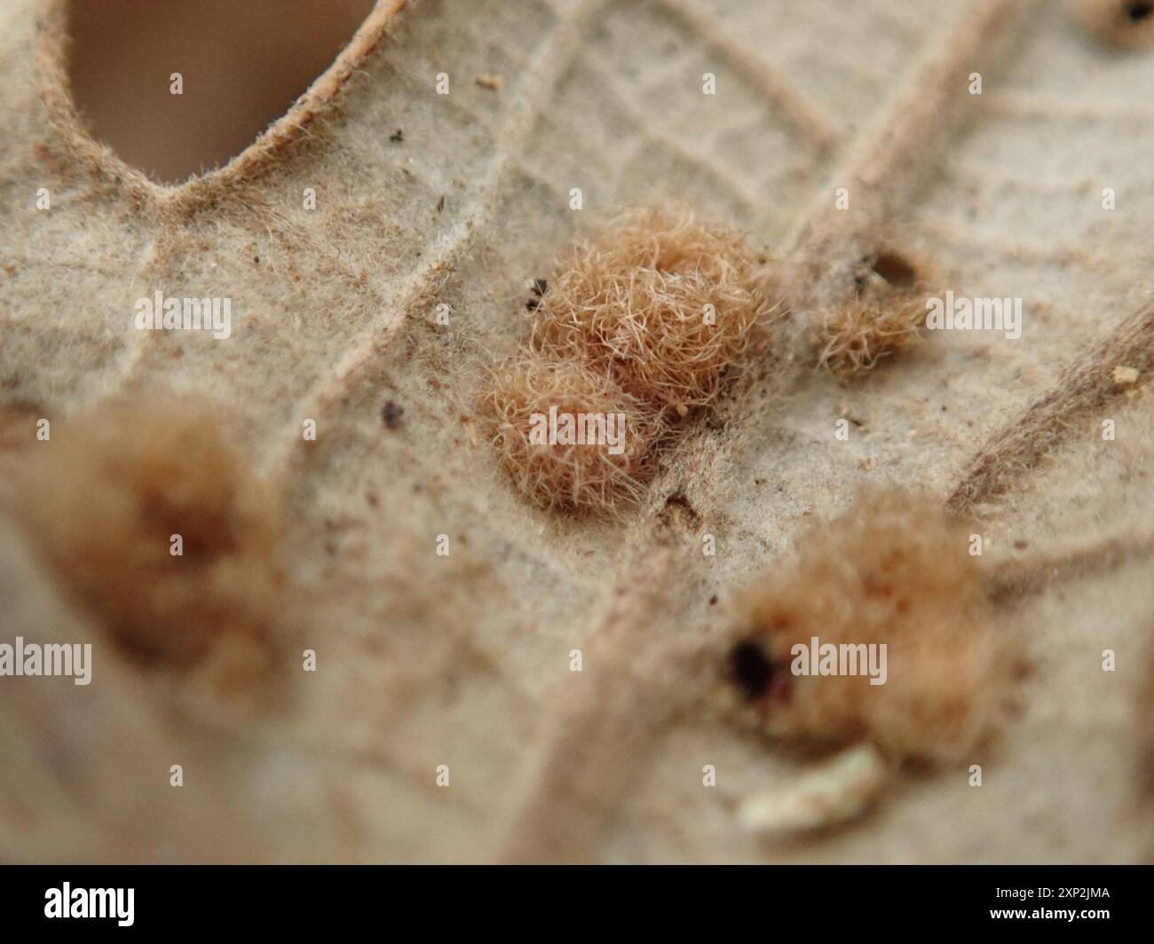 oak flake gall wasp (Neuroterus quercusverrucarum) Insecta Stock Photo ...