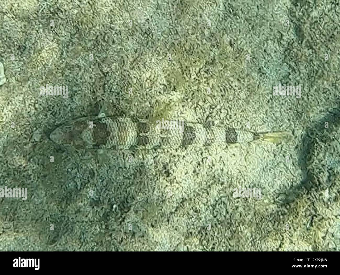 Atlantic Lizardfish (Synodus saurus) Actinopterygii Stock Photo - Alamy