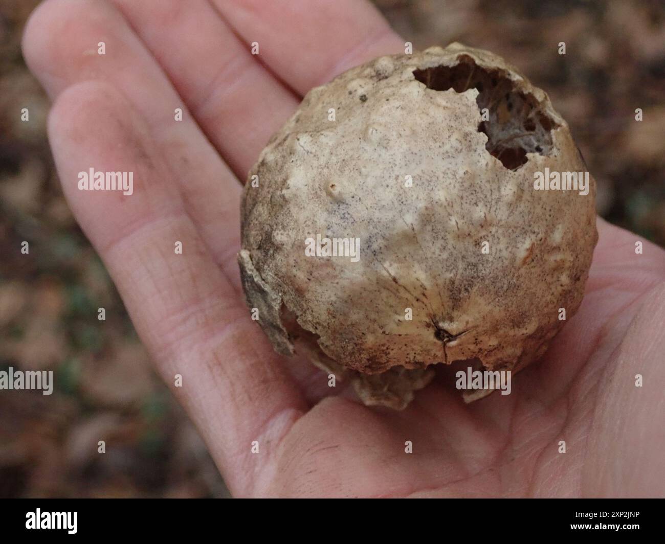 Spongy Oak Apple Gall Wasp (Amphibolips confluenta) Insecta Stock Photo ...