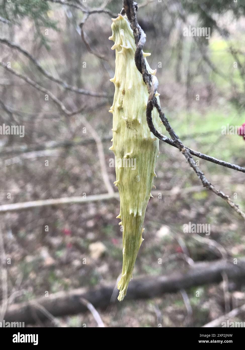 Pearl Milkweed (Matelea reticulata) Plantae Stock Photo - Alamy