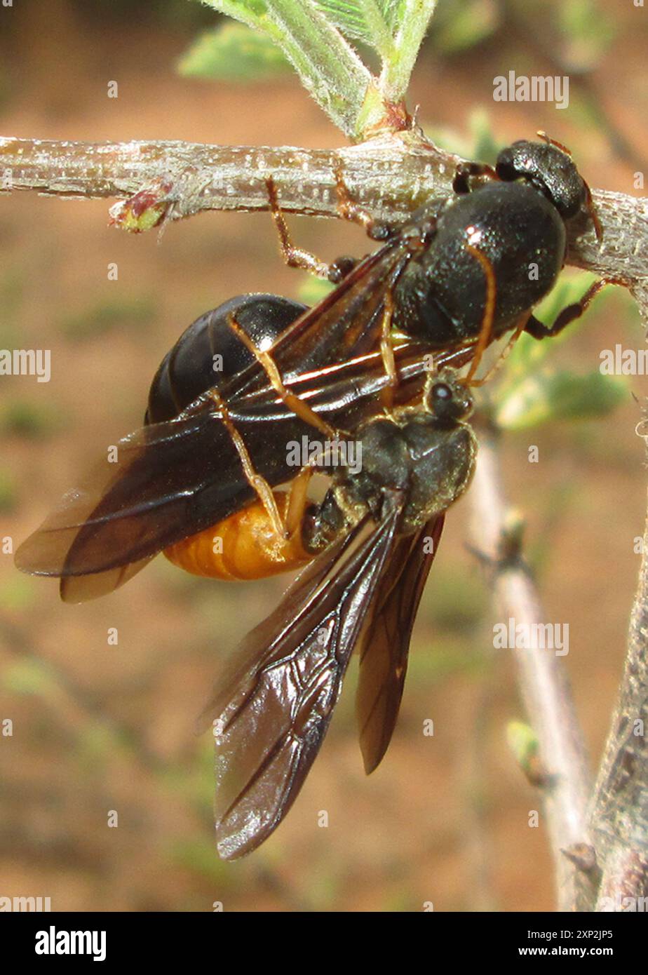 Carebara ant hi-res stock photography and images - Alamy