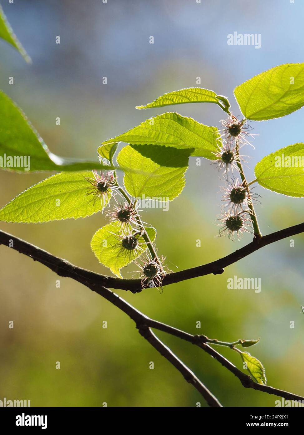 (Broussonetia monoica) Plantae Stock Photo - Alamy