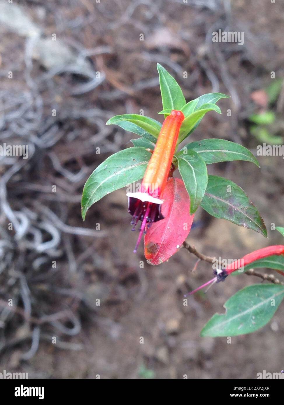 Cigar plant (Cuphea ignea) Plantae Stock Photo - Alamy
