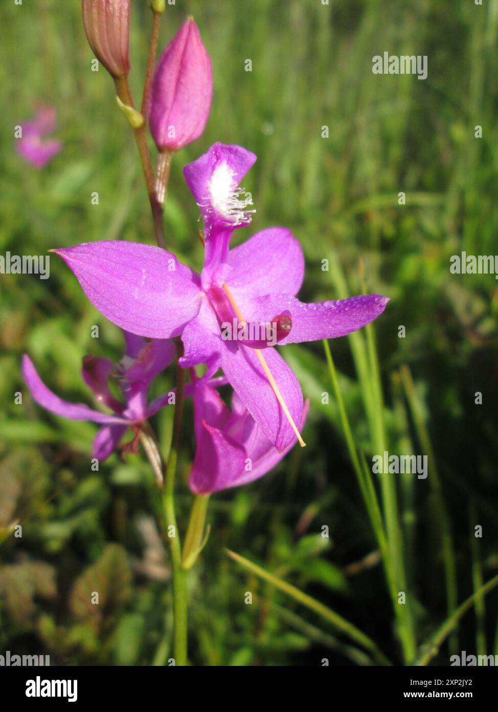 Tuberous Grasspink (Calopogon tuberosus) Plantae Stock Photo - Alamy
