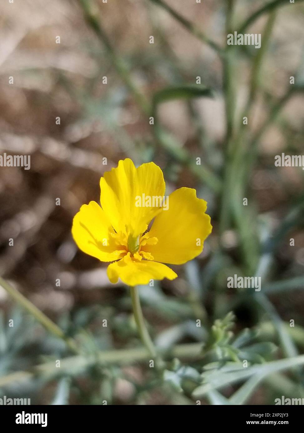 Little Gold Poppy (Eschscholzia minutiflora) Plantae Stock Photo - Alamy