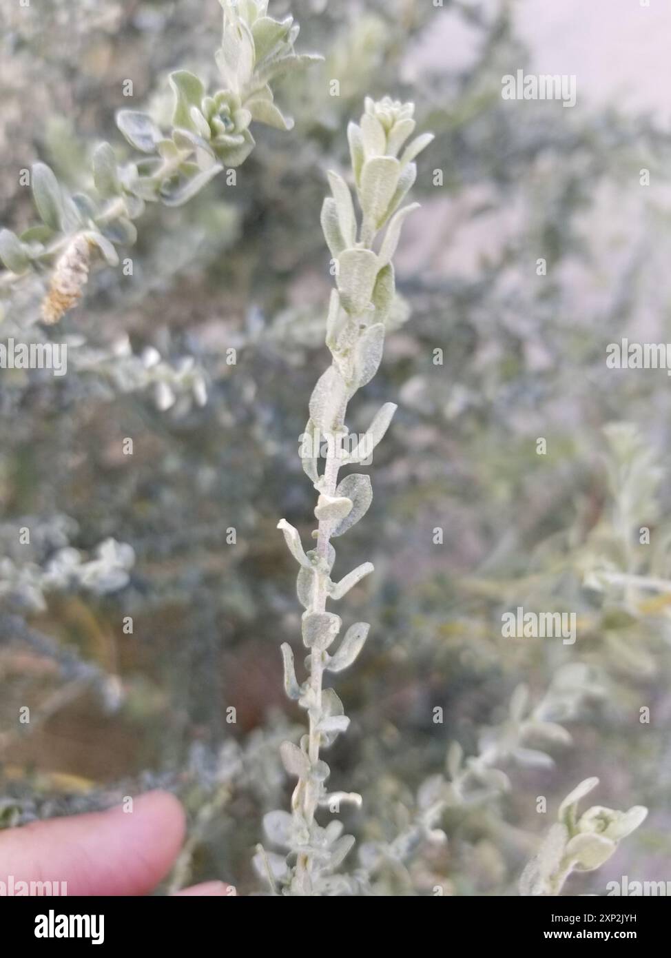 Cattle Saltbush (Atriplex polycarpa) Plantae Stock Photo - Alamy
