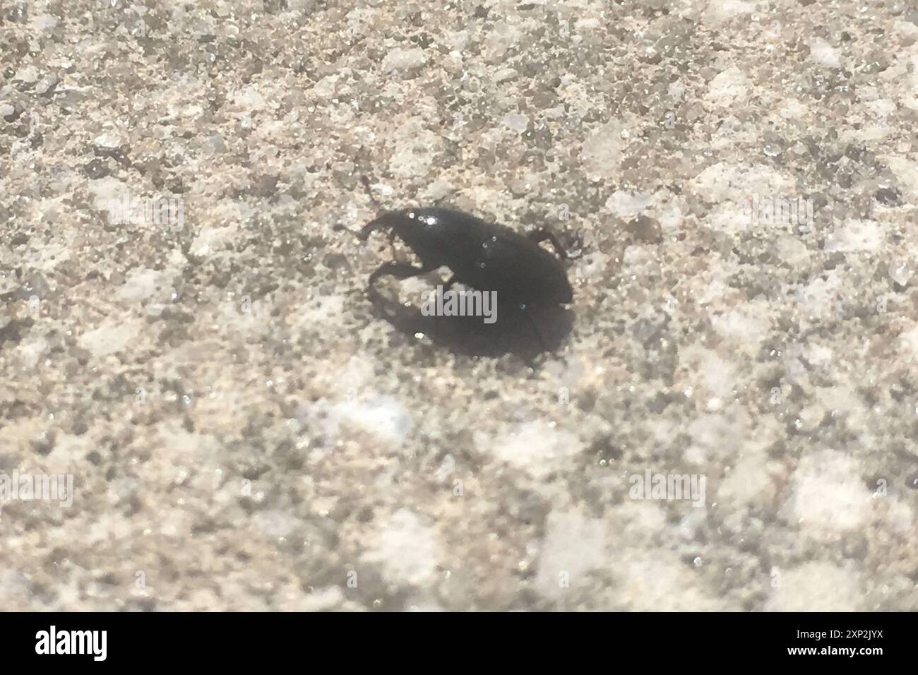 Billbug Weevils (Sphenophorus) Insecta Stock Photo - Alamy