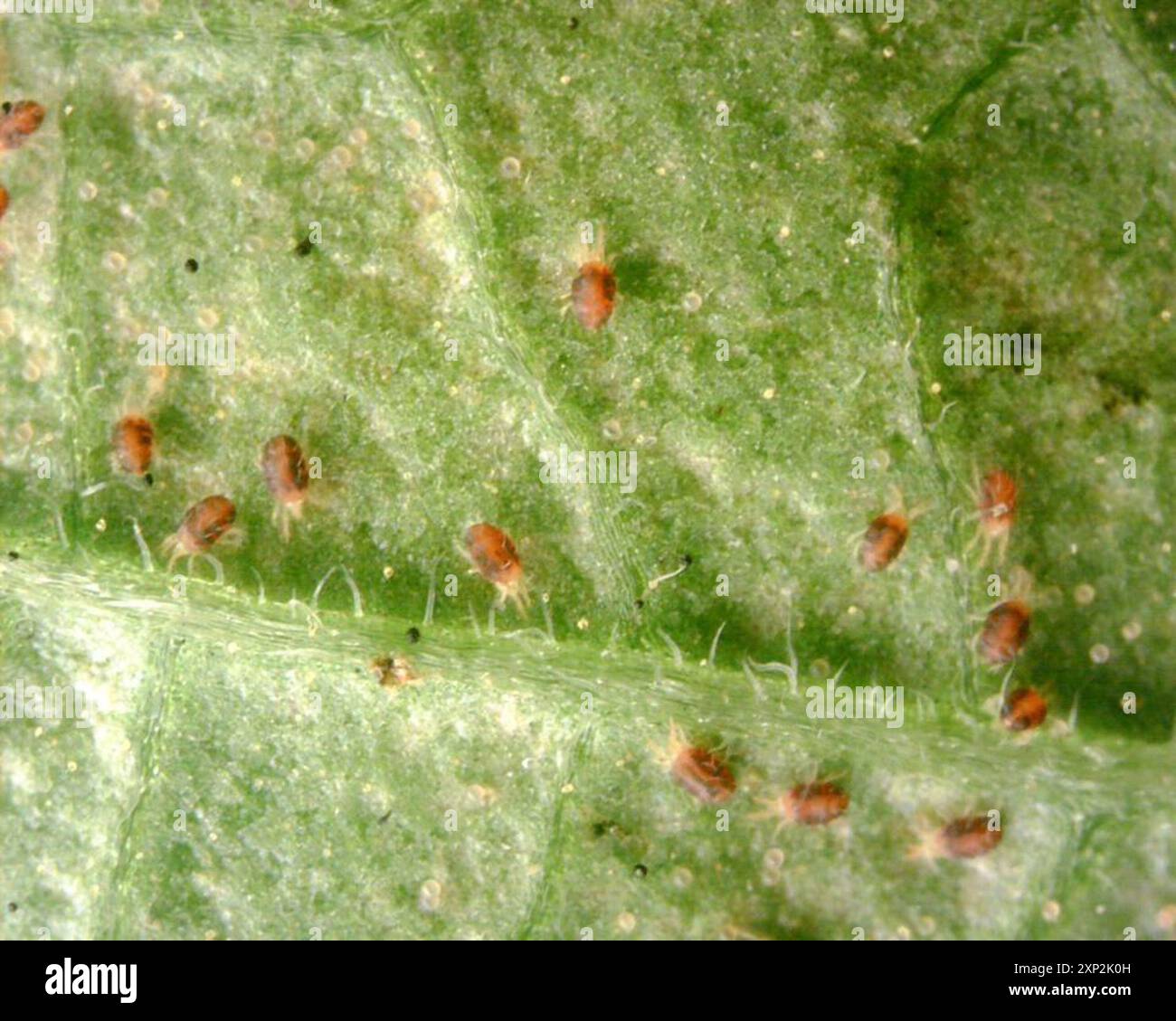 Twospotted Spider Mite (Tetranychus urticae) Arachnida Stock Photo - Alamy