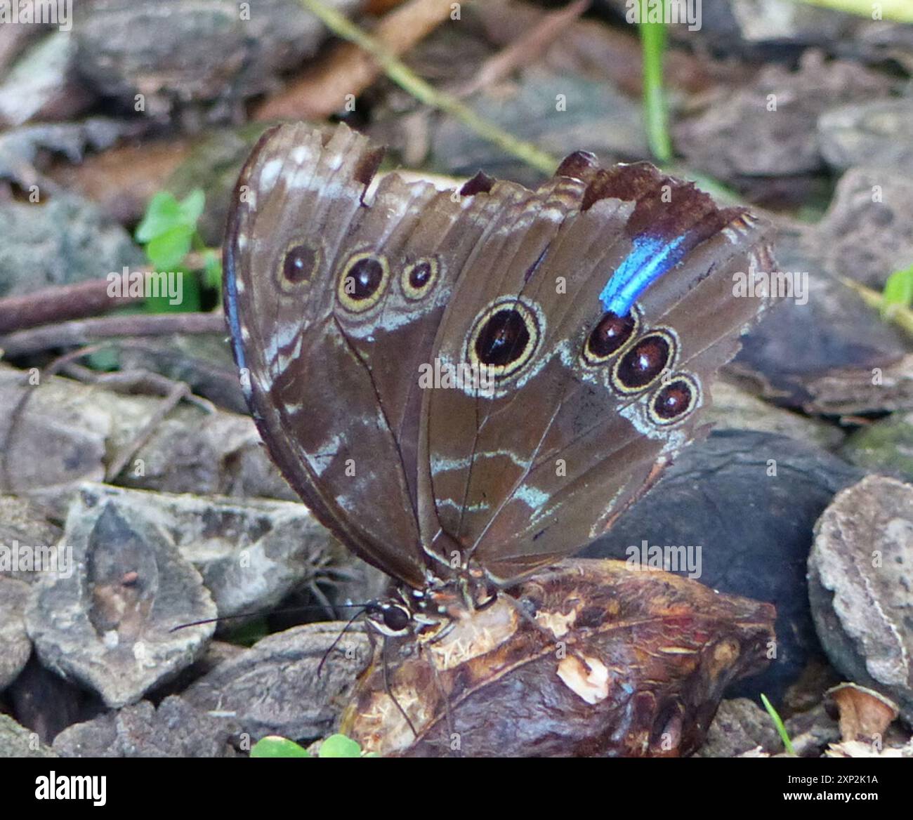 Common Morpho (Morpho helenor) Insecta Stock Photo - Alamy