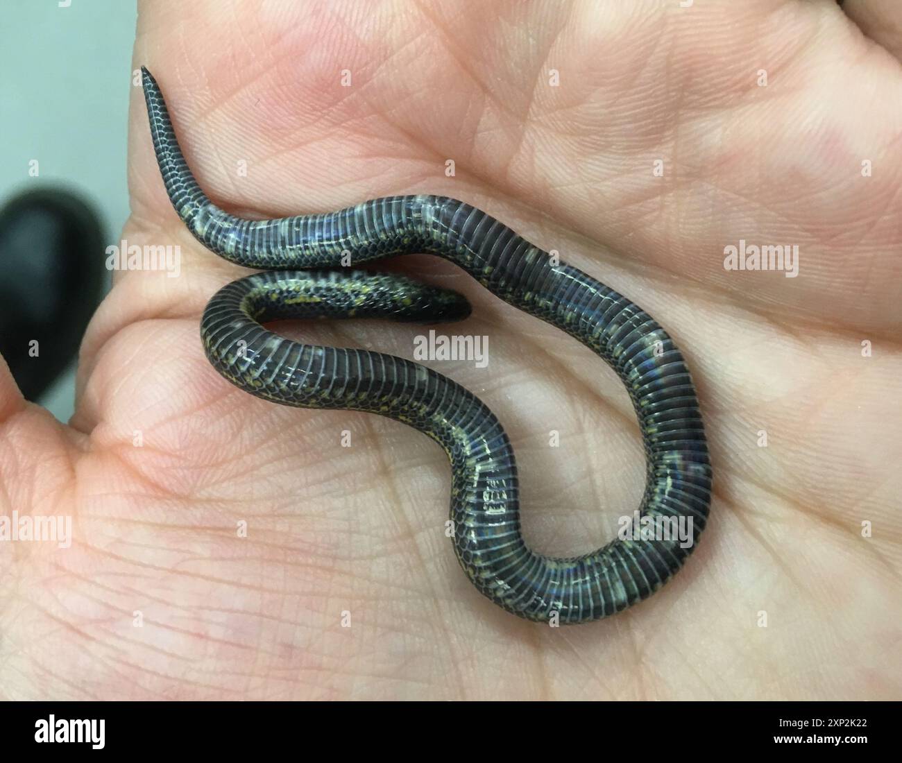 Thickhead Ground Snake (Atractus crassicaudatus) Reptilia Stock Photo ...