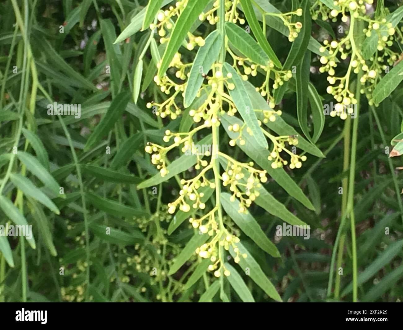 Peruvian Pepper Tree (Schinus molle) Plantae Stock Photo - Alamy