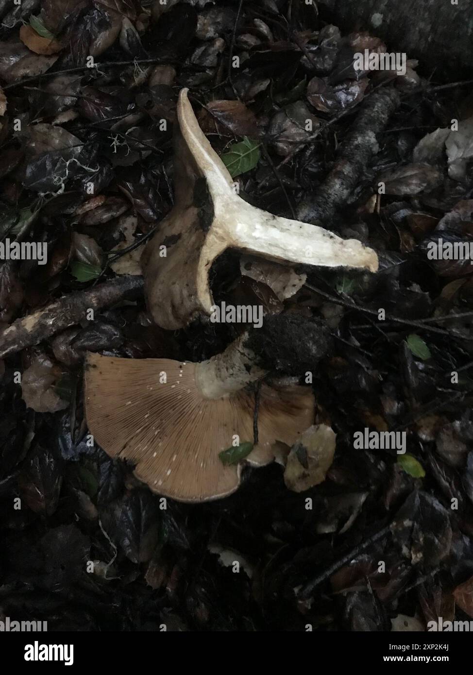 Giant Gray Milk Cap (Lactarius argillaceifolius megacarpus) Fungi Stock ...