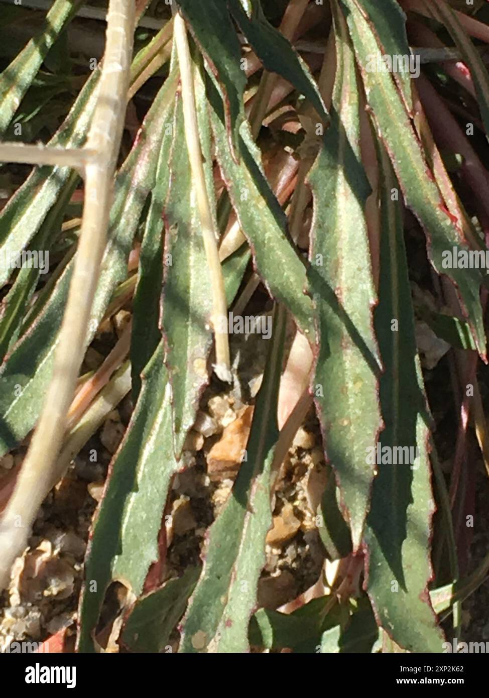 Booth's Evening Primrose (Eremothera boothii) Plantae Stock Photo - Alamy