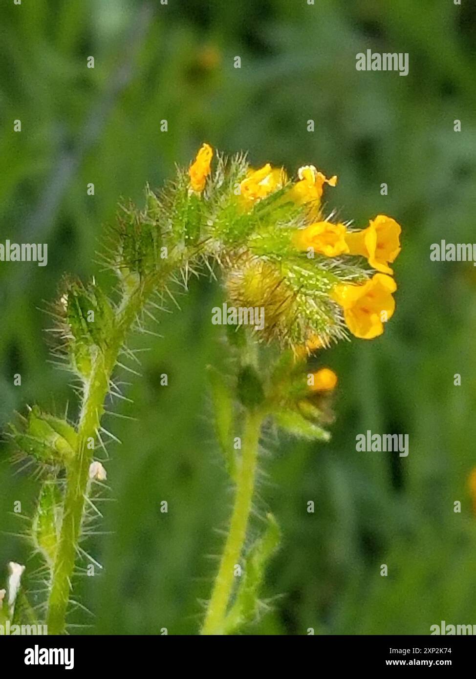 Common Fiddleneck (Amsinckia menziesii) Plantae Stock Photo - Alamy