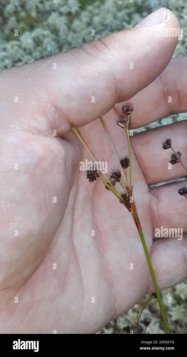Jointed rush (Juncus articulatus) Plantae Stock Photo - Alamy