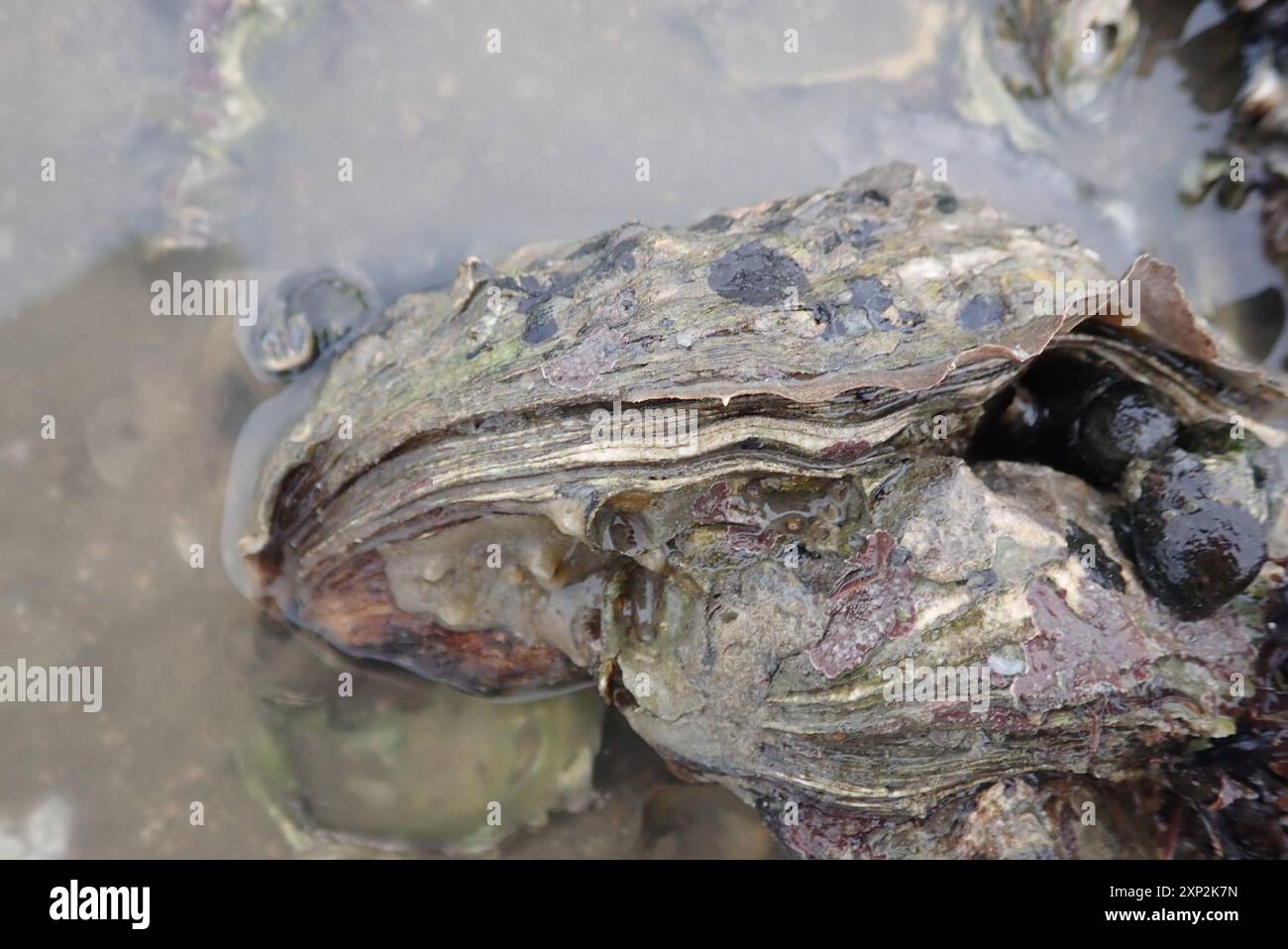 True Oysters (Ostreidae) Mollusca Stock Photo - Alamy