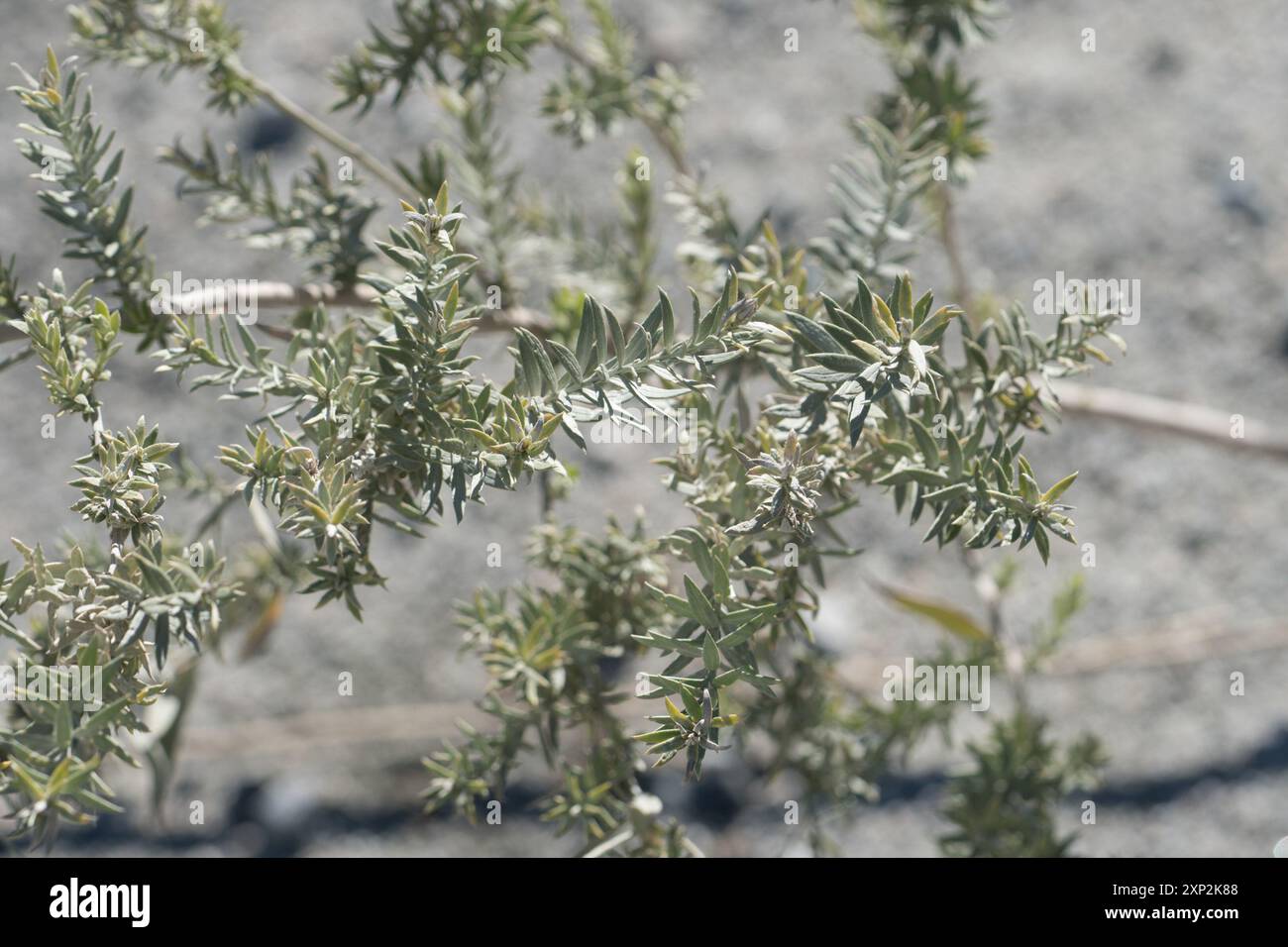 arrowweed (Pluchea sericea) Plantae Stock Photo - Alamy
