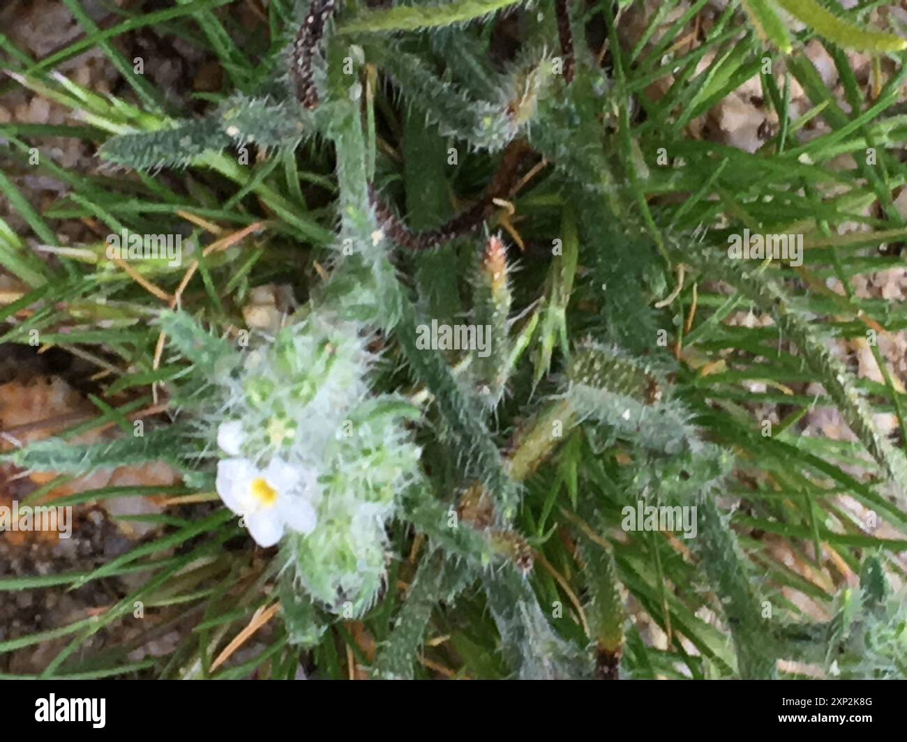 Clearwater cryptantha (Cryptantha intermedia) Plantae Stock Photo - Alamy