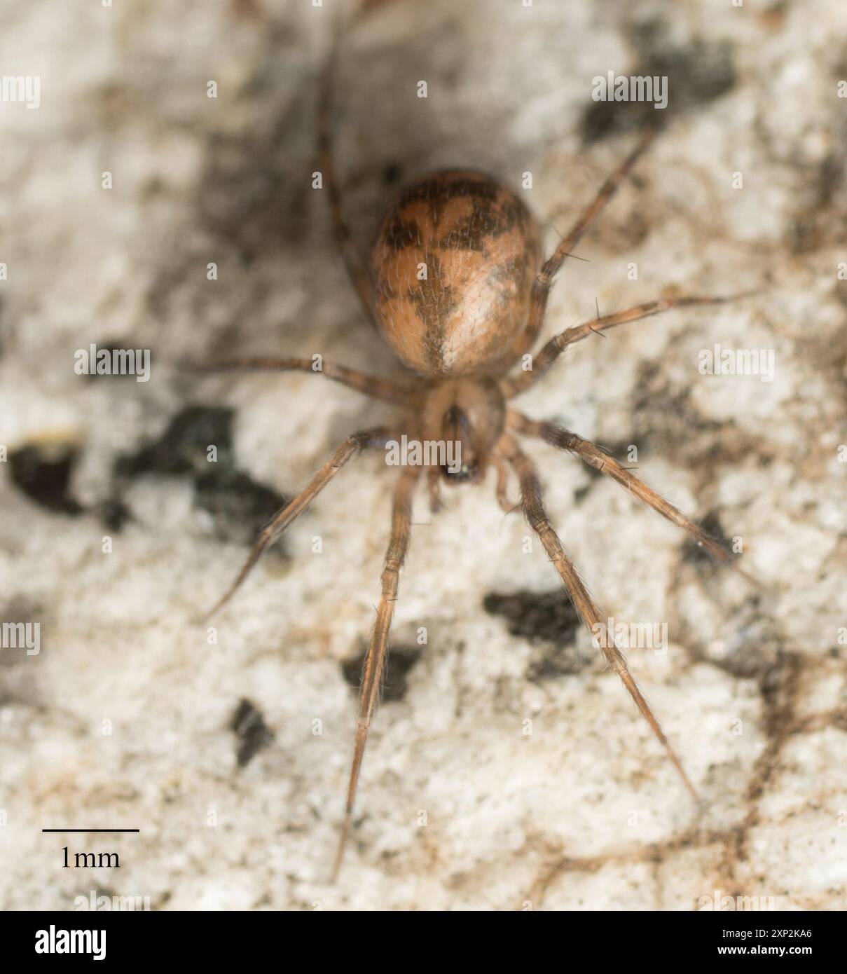 Spiders (Araneae) Arachnida Stock Photo - Alamy