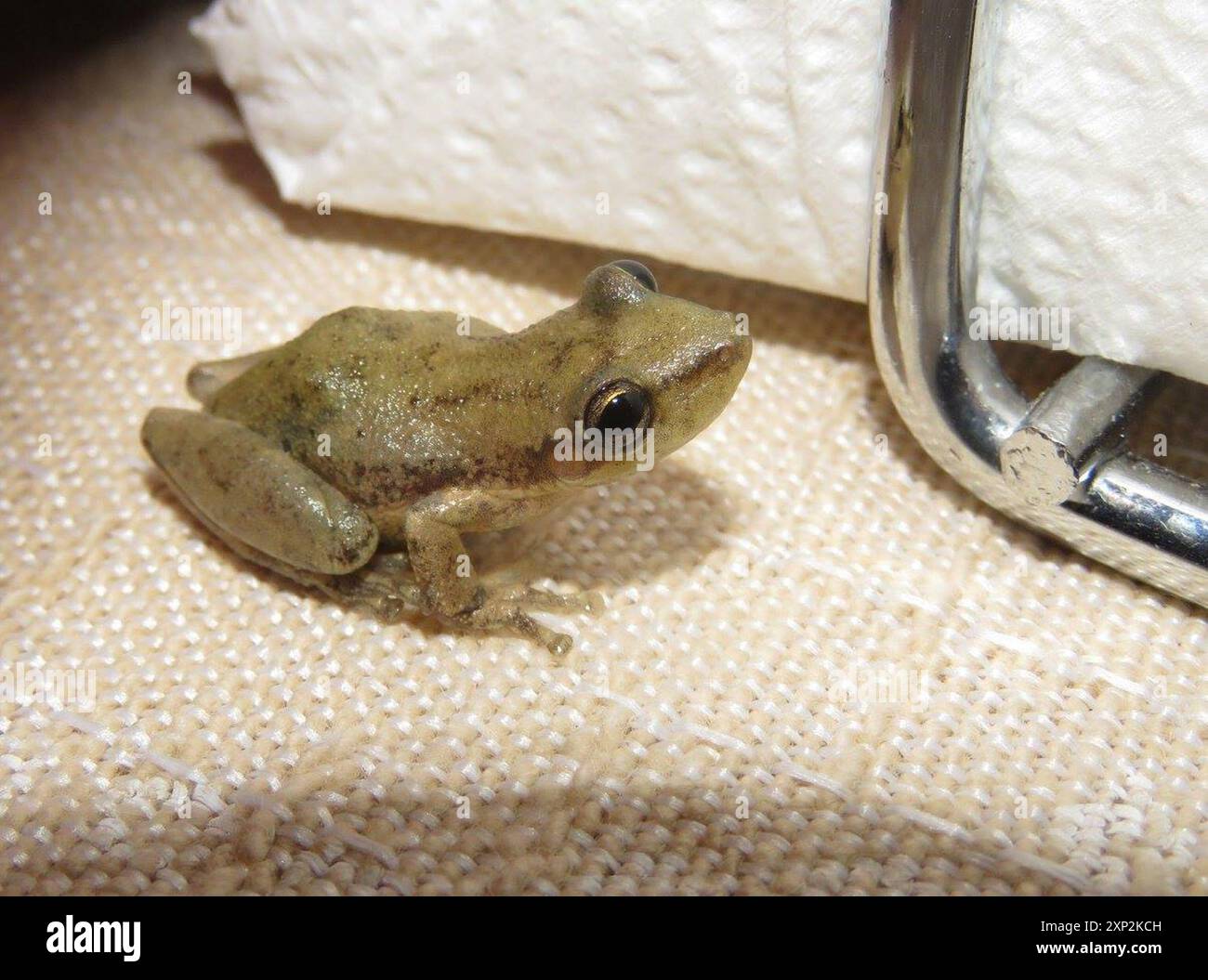 Lesser Snouted Tree Frog (Scinax nasicus) Amphibia Stock Photo - Alamy