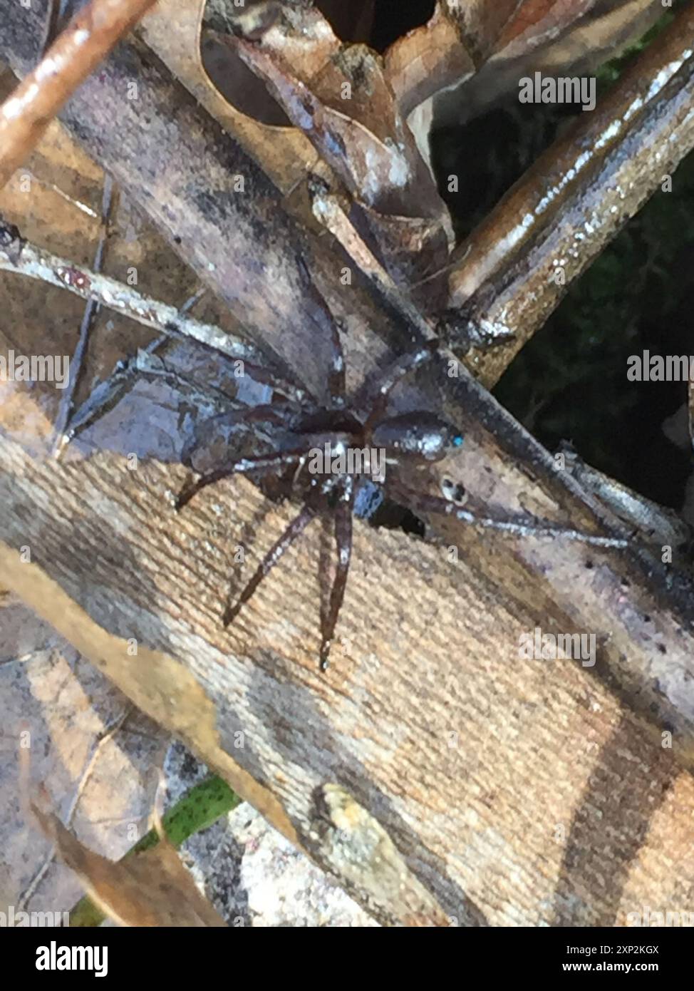 Stealthy Ground Spiders (Gnaphosidae) Arachnida Stock Photo - Alamy