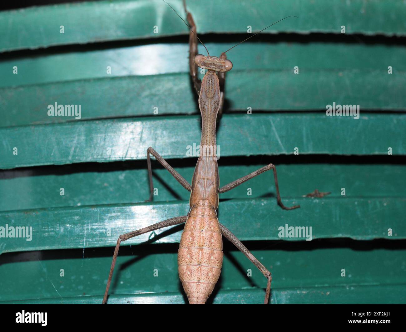 South African Mantis (Miomantis caffra) Insecta Stock Photo - Alamy
