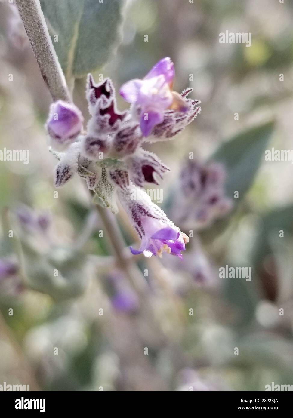 desert lavender (Condea emoryi) Plantae Stock Photo - Alamy