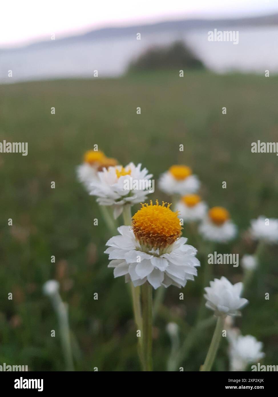 Winged Everlasting Daisy (Ammobium alatum) Plantae Stock Photo - Alamy