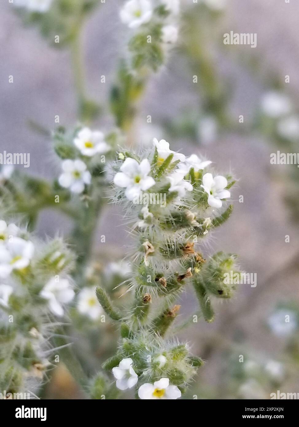 Clearwater cryptantha (Cryptantha intermedia) Plantae Stock Photo - Alamy