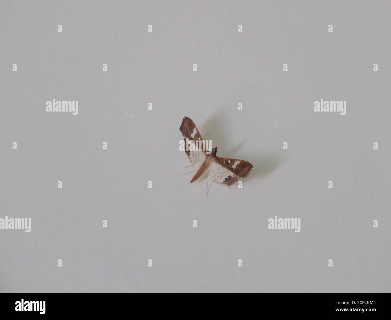 Mung Bean Moth (Maruca vitrata) Insecta Stock Photo - Alamy