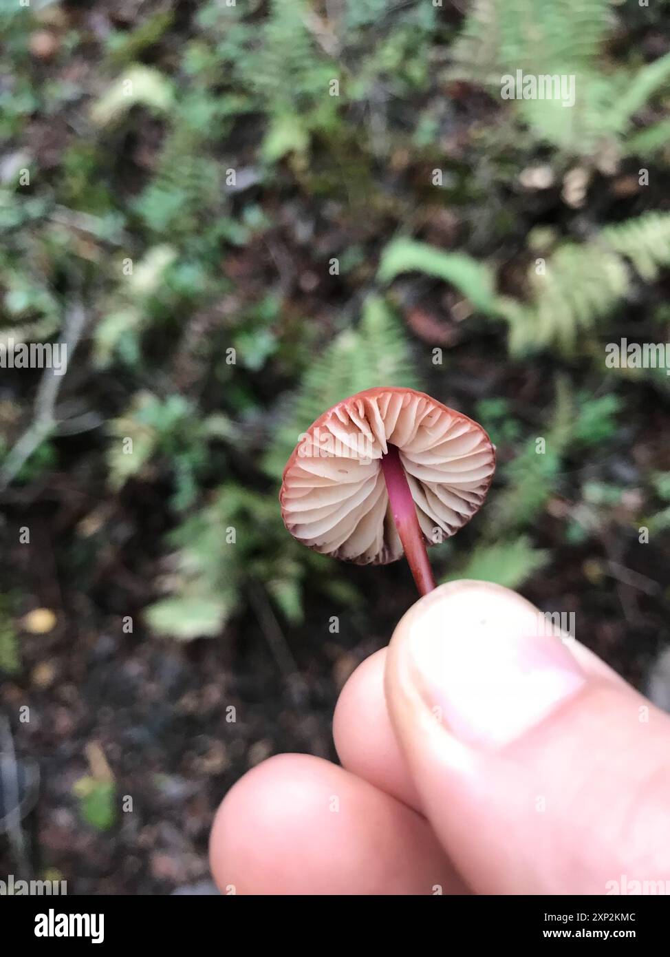 red pinwheel (Marasmius plicatulus) Fungi Stock Photo - Alamy