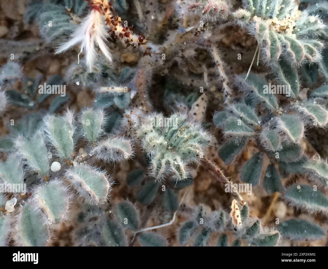 soft prairie clover (Dalea mollissima) Plantae Stock Photo - Alamy