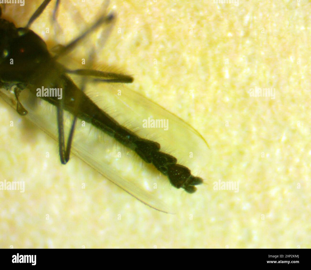 Winter Midges (Diamesa) Insecta Stock Photo - Alamy