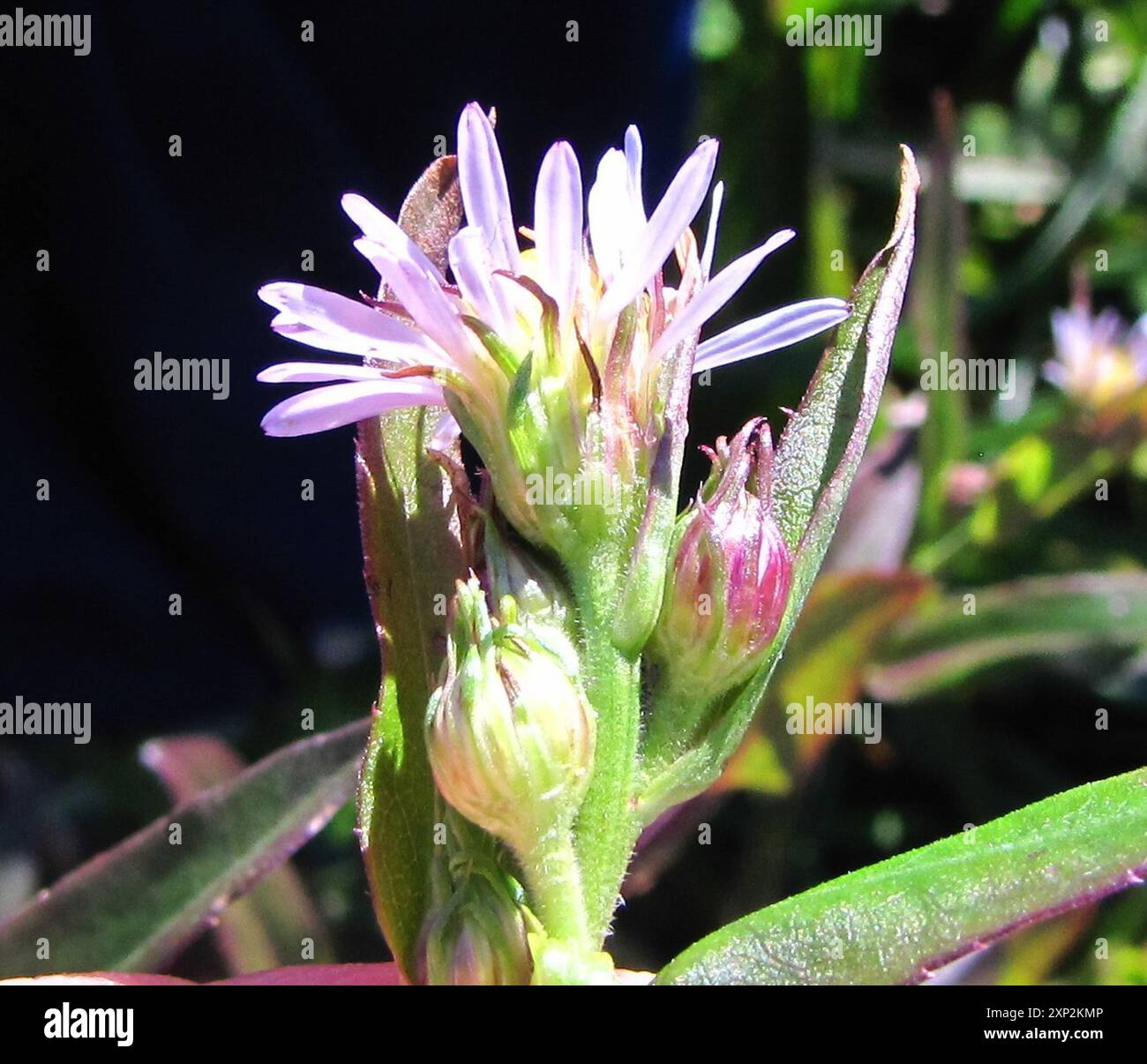 swamp aster (Symphyotrichum puniceum) Plantae Stock Photo - Alamy