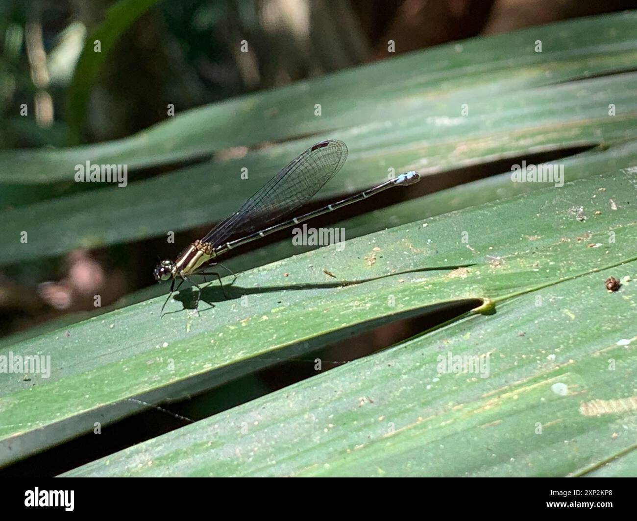 Damselflies (Zygoptera) Insecta Stock Photo - Alamy