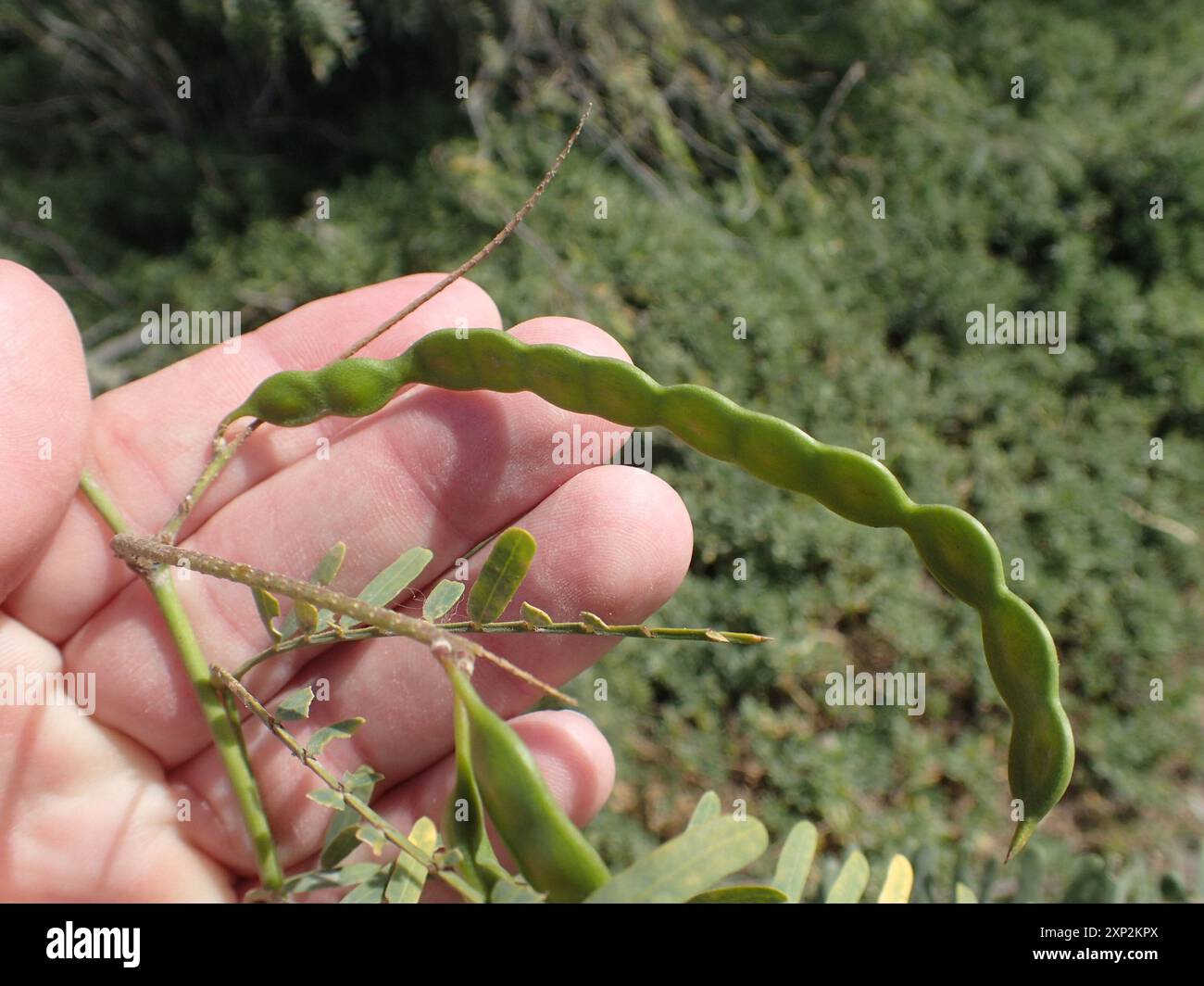 mesquites (Neltuma) Plantae Stock Photo - Alamy