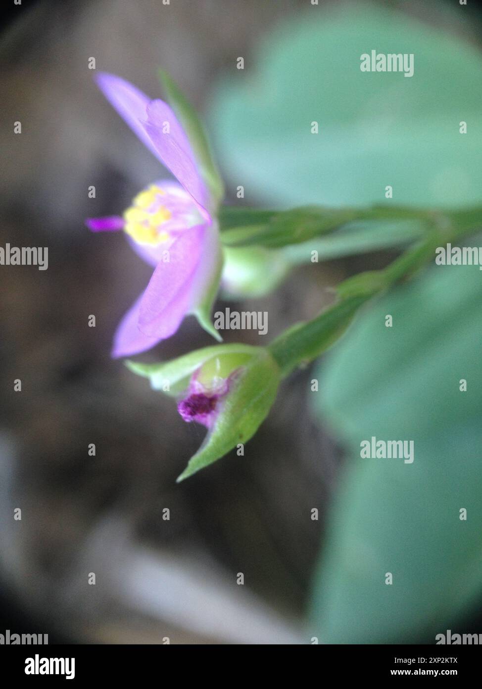 Philippine spinach (Talinum fruticosum) Plantae Stock Photo - Alamy