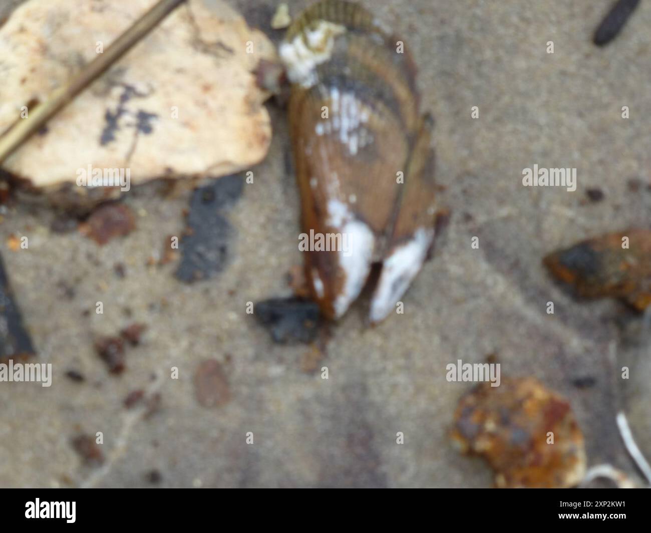 Atlantic Ribbed Mussel (Geukensia demissa) Mollusca Stock Photo - Alamy