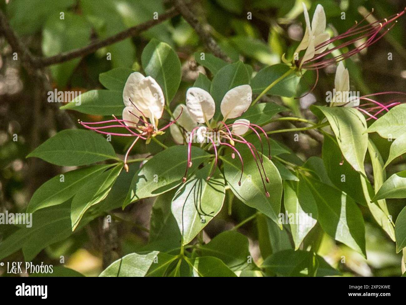 (Crateva excelsa) Plantae Stock Photo - Alamy