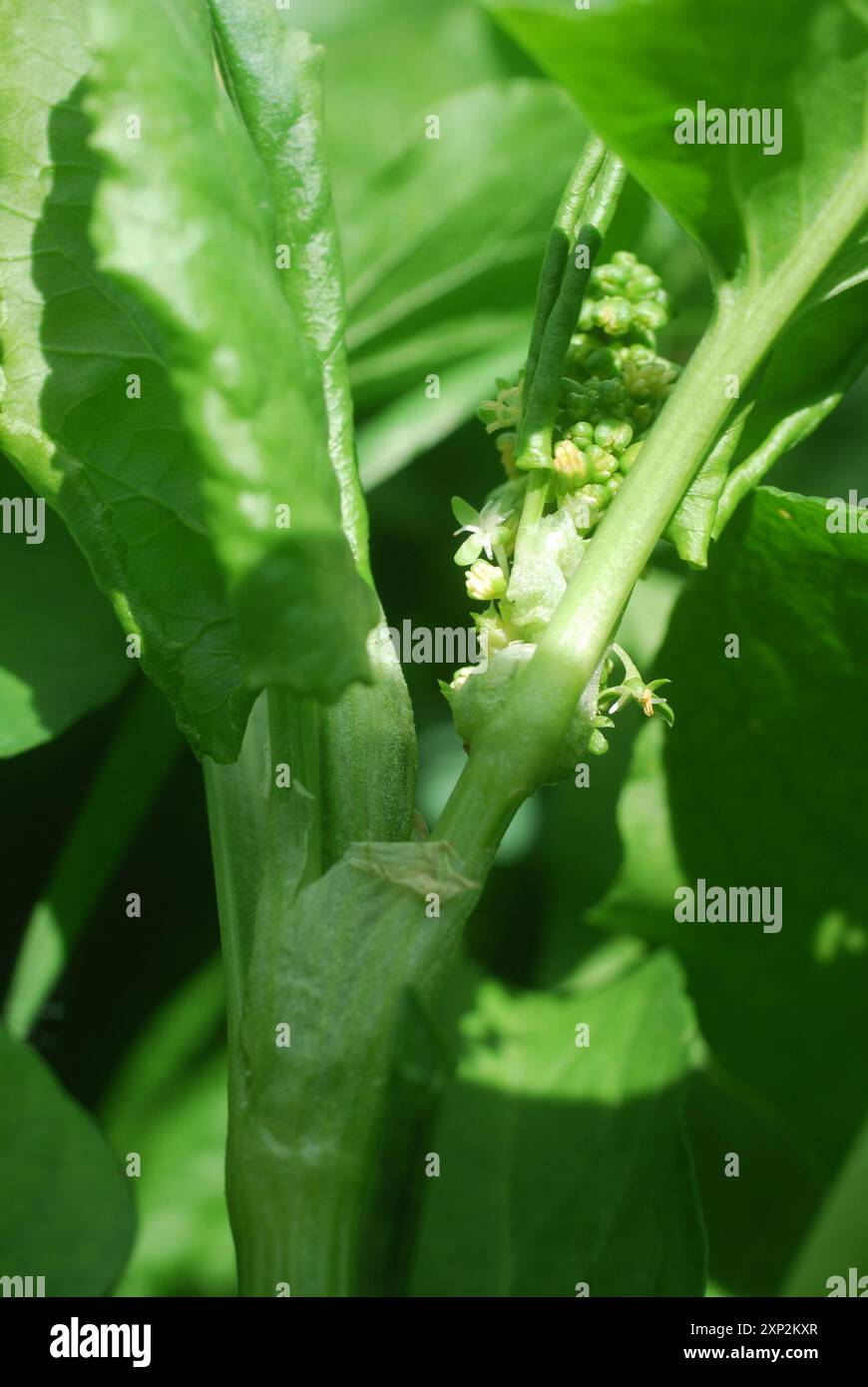 Devil's Thorn (Rumex spinosus) Plantae Stock Photo - Alamy