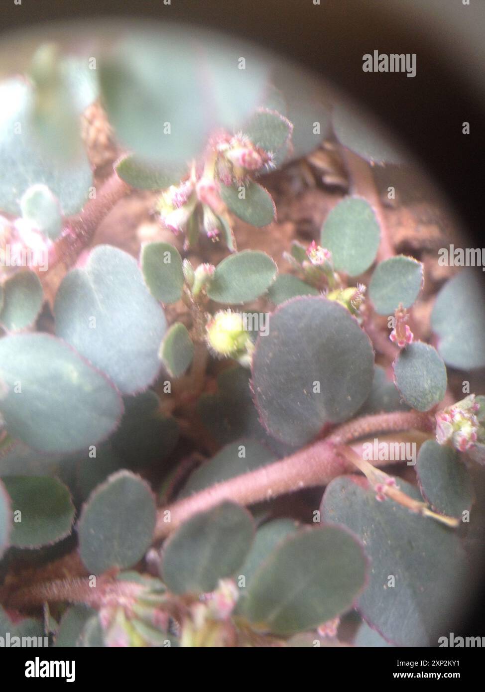 prostrate sandmat (Euphorbia prostrata) Plantae Stock Photo - Alamy